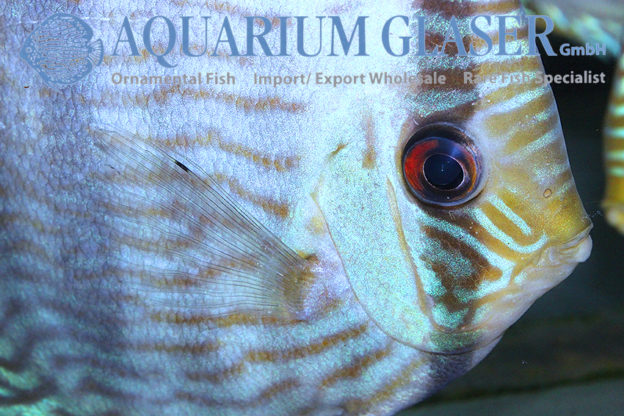 Symphysodon discus "BLUE MOON". - Aquarium Glaser GmbH
