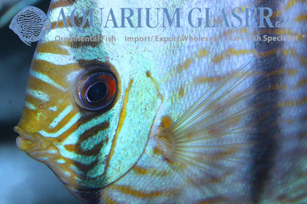 Symphysodon discus "BLUE MOON". - Aquarium Glaser GmbH
