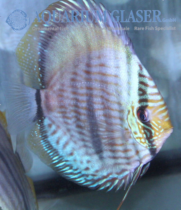 Symphysodon discus "BLUE MOON". - Aquarium Glaser GmbH