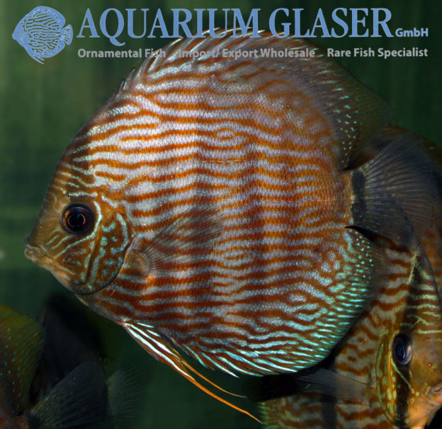 Discus Heckel Cross Jatapu - Aquarium Glaser GmbH