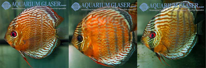 Red Royal Discus