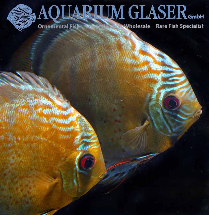 The discus season has started! - Aquarium Glaser GmbH