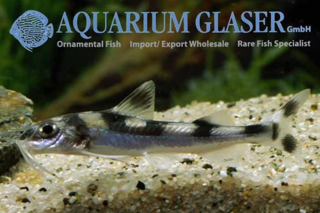 Gagata cenia - Aquarium Glaser GmbH
