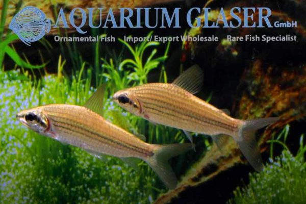 Cyphocharax multilineatus - Aquarium Glaser GmbH