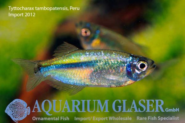Dwarf Tetras from Peru 2: Tyttocharax cochui - Aquarium Glaser GmbH