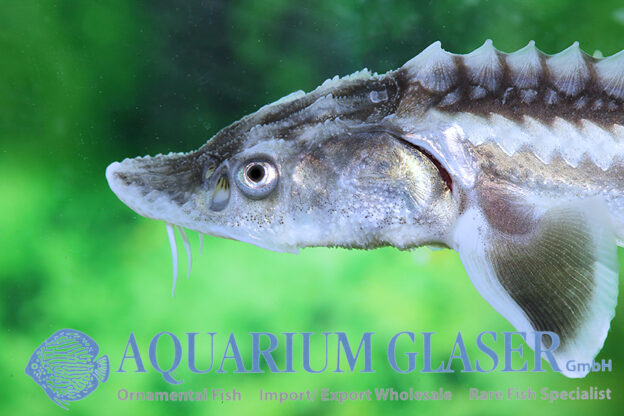 Acipenser gueldenstaedtii - Aquarium Glaser GmbH