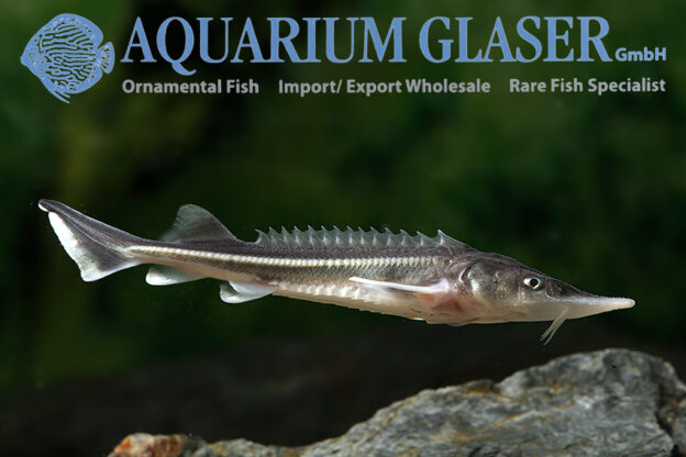 Acipenser ruthenus - Aquarium Glaser GmbH