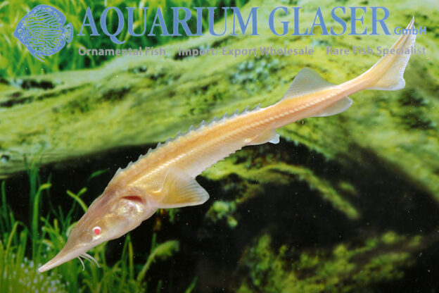 Acipenser ruthenus - Aquarium Glaser GmbH