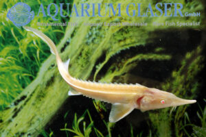 Acipenser ruthenus - Aquarium Glaser GmbH