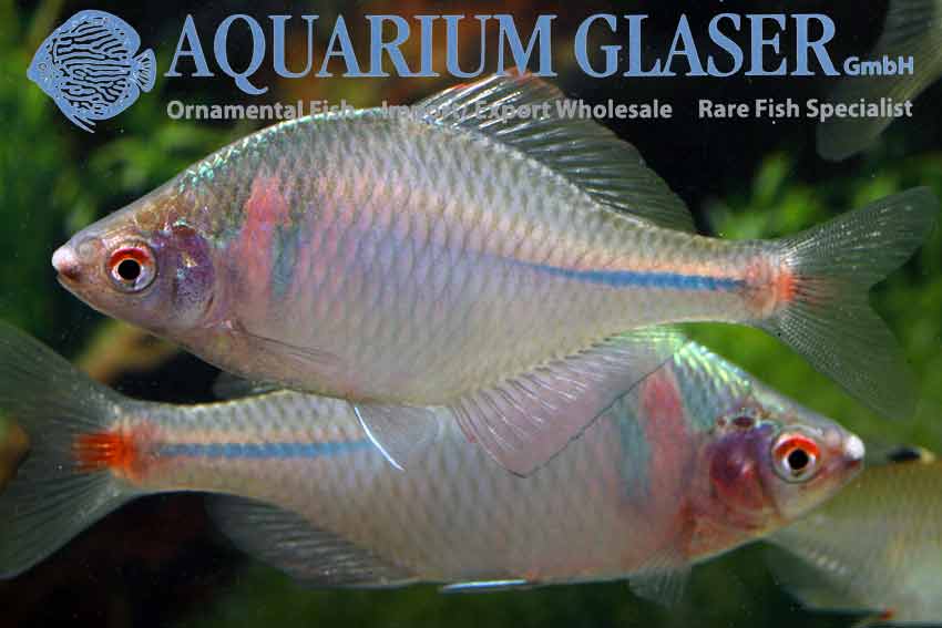 Rhodeus ocellatus - Aquarium Glaser GmbH