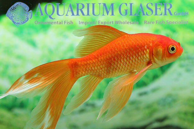Carassius auratus Goldfish Comet red - Aquarium Glaser GmbH