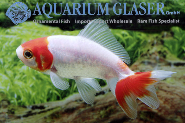 Wakin goldfish Hoe Kim - Aquarium Glaser GmbH