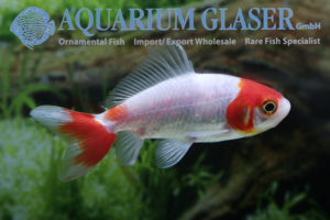 Wakin goldfish Hoe Kim - Aquarium Glaser GmbH