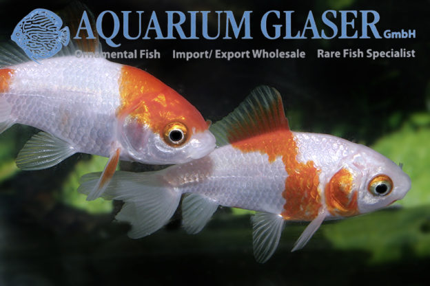 Wakin goldfish Hoe Kim - Aquarium Glaser GmbH