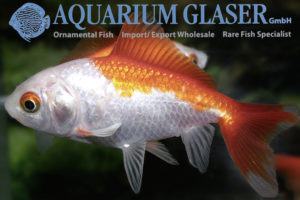 Wakin goldfish Hoe Kim - Aquarium Glaser GmbH