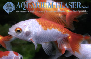 Wakin goldfish Hoe Kim - Aquarium Glaser GmbH