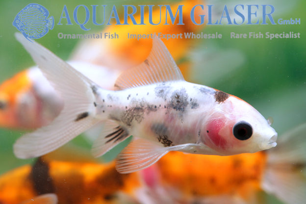 Carassius auratus Shubunkin bunt 4-6 cm - Aquarium Glaser GmbH