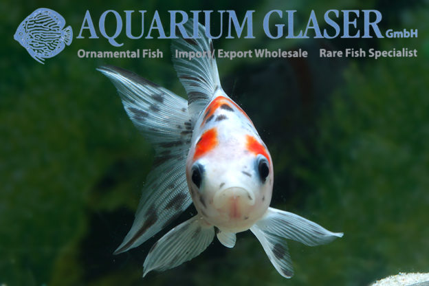 Shubunkin - Aquarium Glaser GmbH