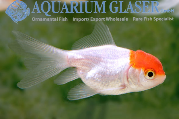 Oranda Red Cap - Aquarium Glaser GmbH