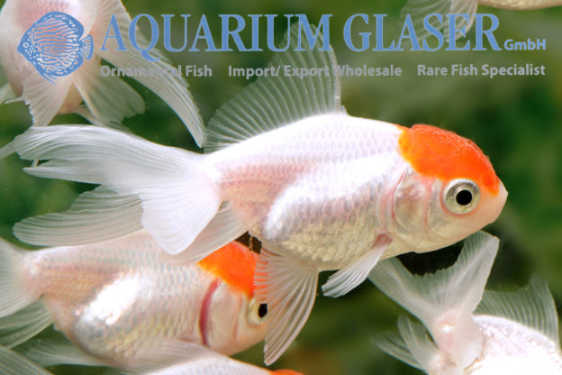 Oranda Red Cap - Aquarium Glaser GmbH