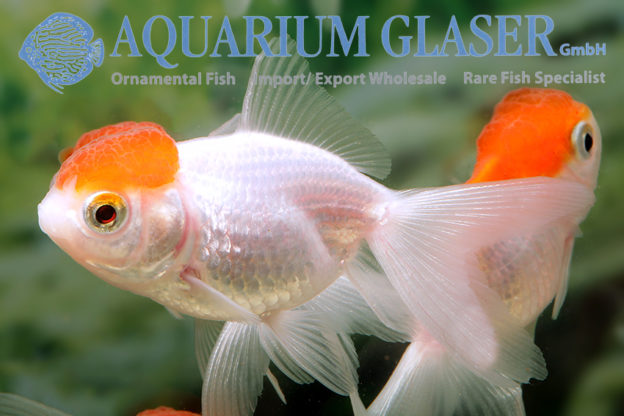 Oranda Red Cap - Aquarium Glaser GmbH