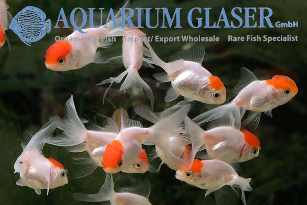 Oranda Red Cap - Aquarium Glaser GmbH