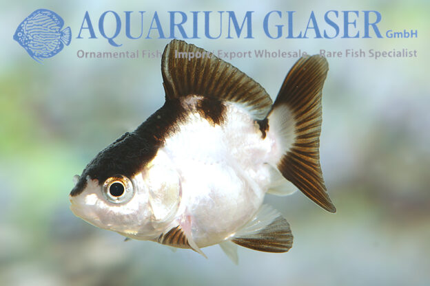 Carassius auratus Oranda Panda - Aquarium Glaser GmbH
