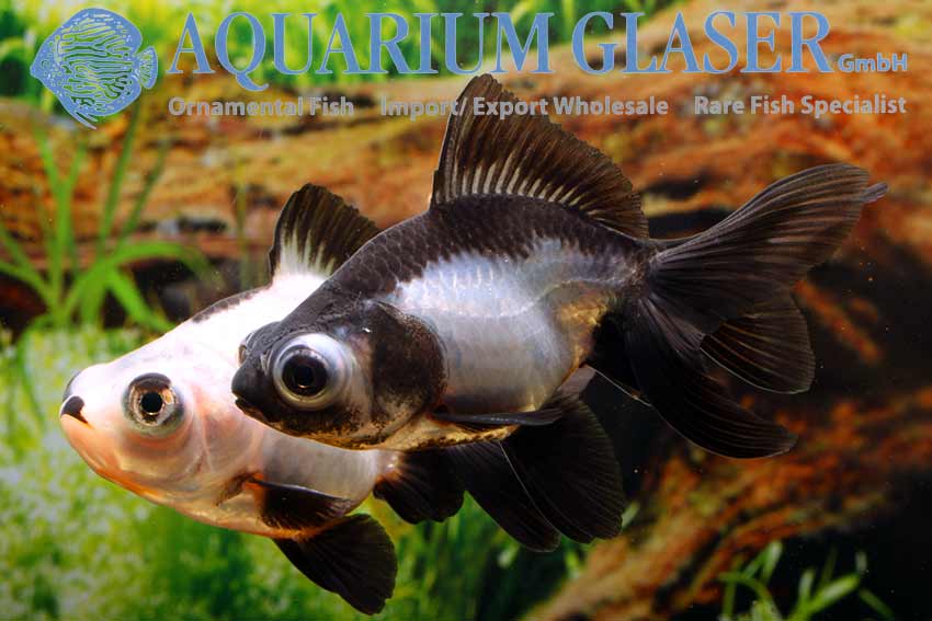 Panda Goldfish