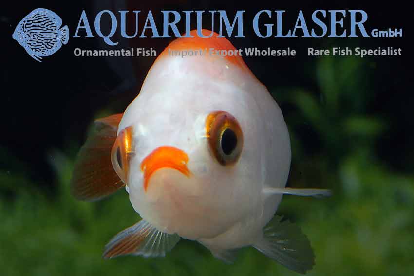 Small goldfish Ranchu, mixed colours - Aquarium Glaser GmbH