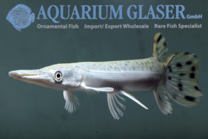 Atractosteus spatula "Platinum“ - Aquarium Glaser GmbH