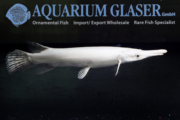 Atractosteus spatula - Aquarium Glaser GmbH