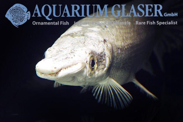 Atractosteus spatula - Aquarium Glaser GmbH