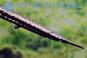 Lepisosteus oculatus - Aquarium Glaser GmbH