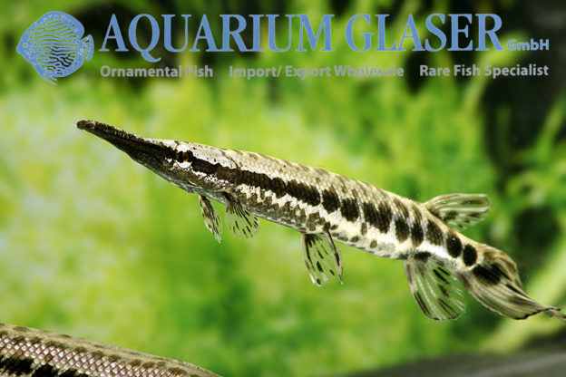 Lepisosteus oculatus - Aquarium Glaser GmbH