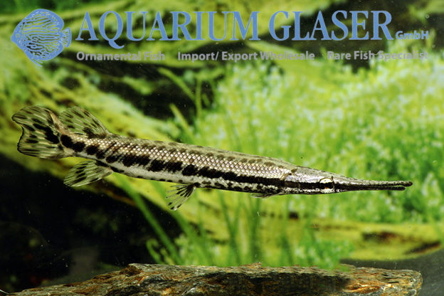 Lepisosteus oculatus - Aquarium Glaser GmbH