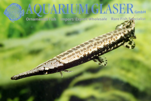 Lepisosteus oculatus - Aquarium Glaser GmbH