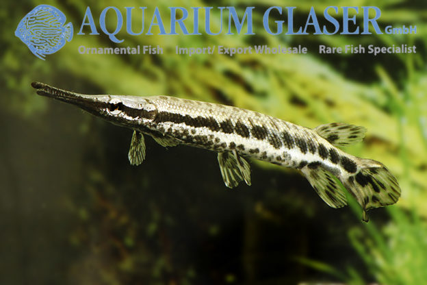 Lepisosteus oculatus - Aquarium Glaser GmbH