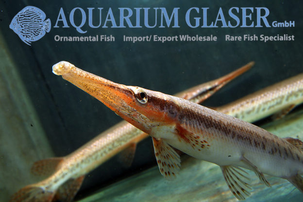 Red Gars - Aquarium Glaser GmbH