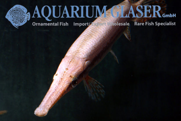 Red Gars - Aquarium Glaser GmbH
