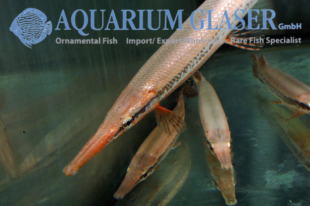 Red Gars - Aquarium Glaser GmbH