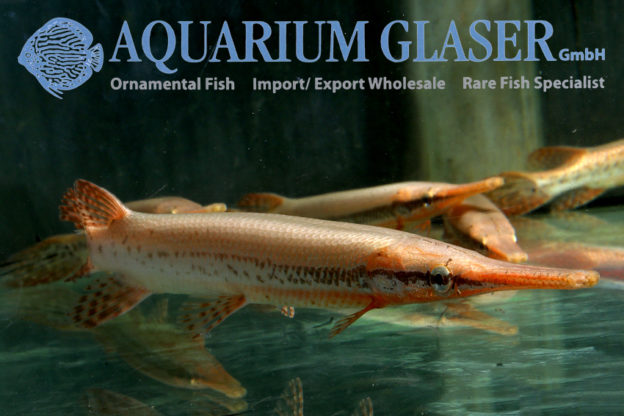 Rote Knochenhechte - Aquarium Glaser GmbH