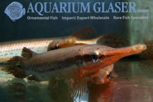 Red Gars - Aquarium Glaser GmbH
