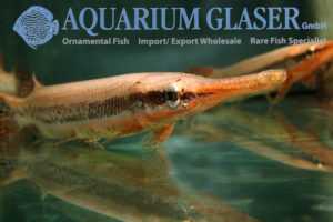 Red Gars - Aquarium Glaser GmbH