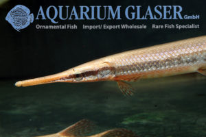 Red Gars - Aquarium Glaser GmbH