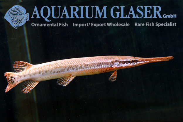 Red Gars - Aquarium Glaser GmbH