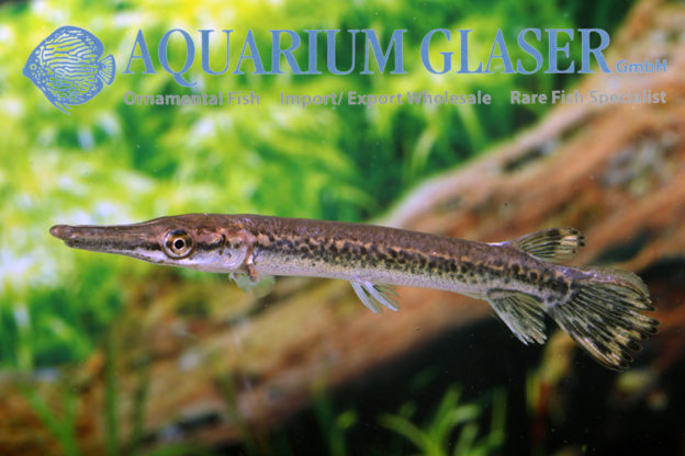 Atractosteus spatula - Aquarium Glaser GmbH