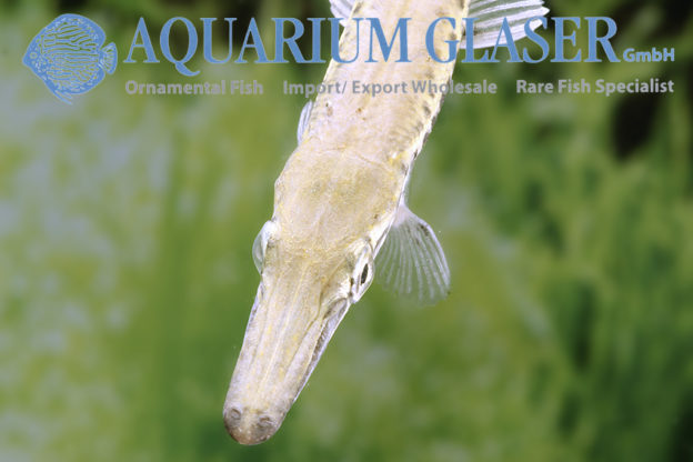 Atractosteus spatula - Aquarium Glaser GmbH