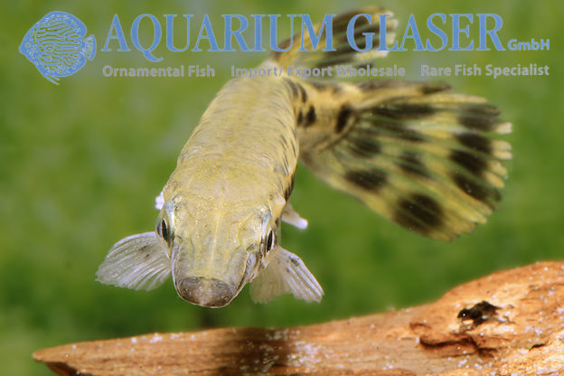 Atractosteus spatula - Aquarium Glaser GmbH