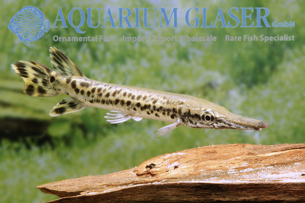 Atractosteus spatula - Aquarium Glaser GmbH