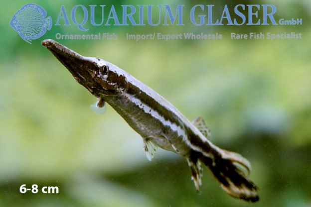Lepisosteus oculatus "Metallic“ - Aquarium Glaser GmbH